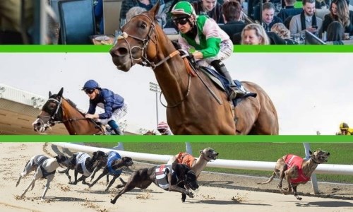 UK’s First Dual-Racing Day: Greyhounds & Lady Wulfruna - 7th March 202